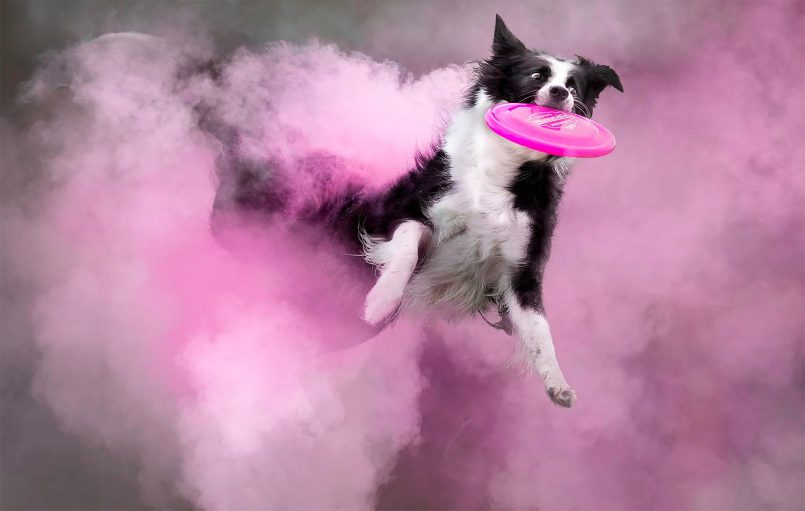 Amazing Artistic Dog Photos by Jess Bell | Daily design inspiration for ...