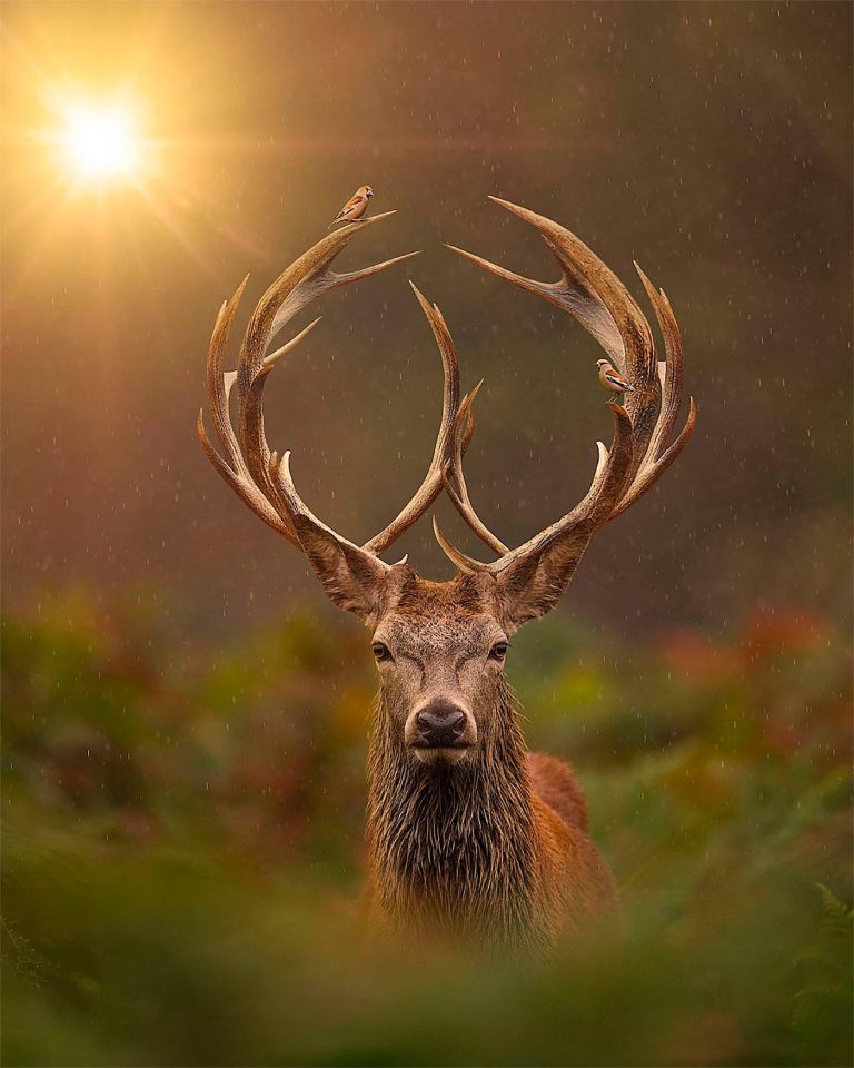 Surreal Animal Artworks by Andreas Häggkvist | Daily design inspiration ...