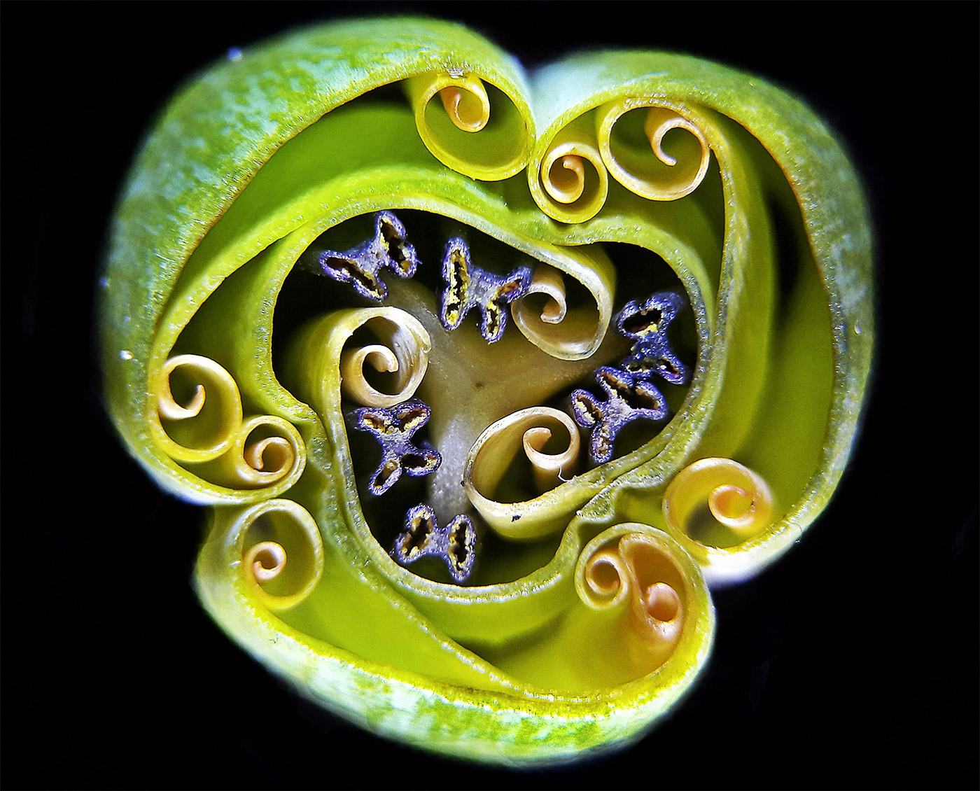 These are 2019's most amazing microscopic photos | Daily design ...