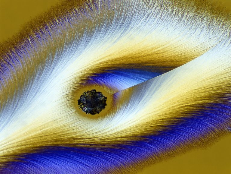 These are 2019's most amazing microscopic photos | Daily design ...