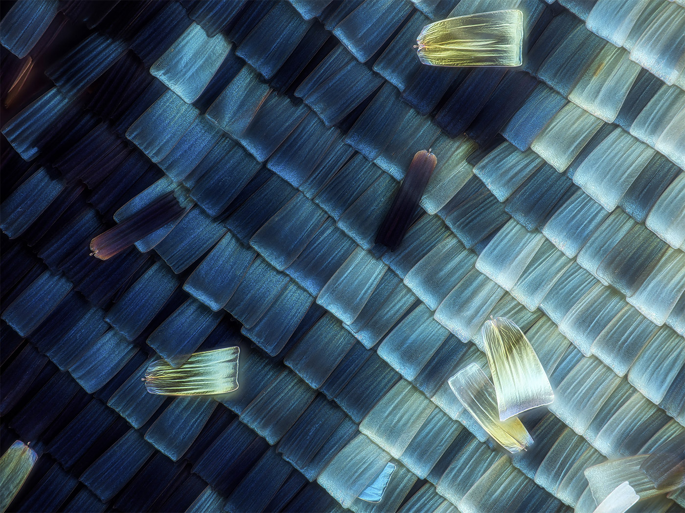 These are 2019's most amazing microscopic photos | Daily design ...