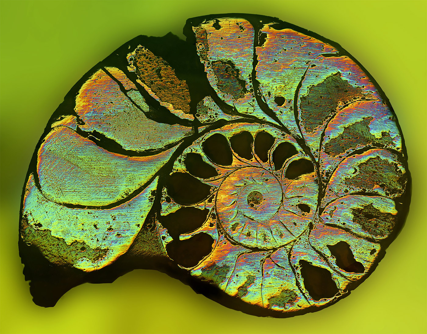 These are 2019's most amazing microscopic photos | Daily design ...