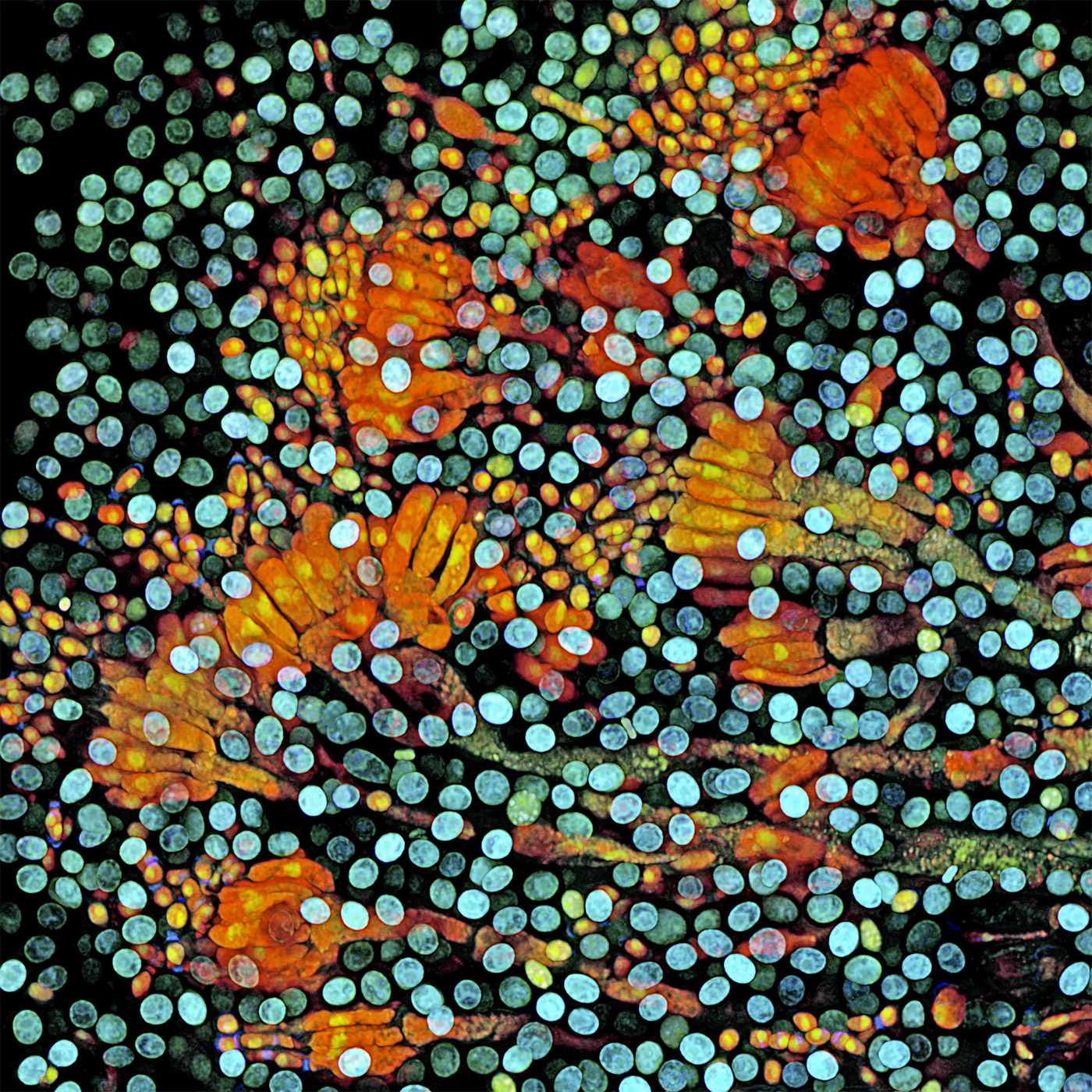 These are 2019's most amazing microscopic photos | Daily design ...