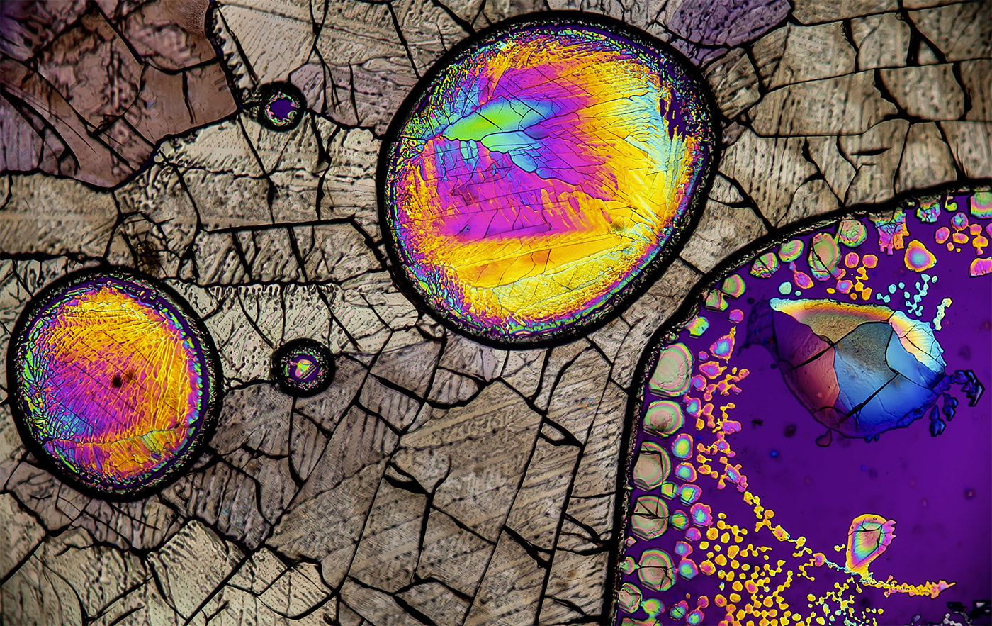 These are 2019's most amazing microscopic photos | Daily design ...