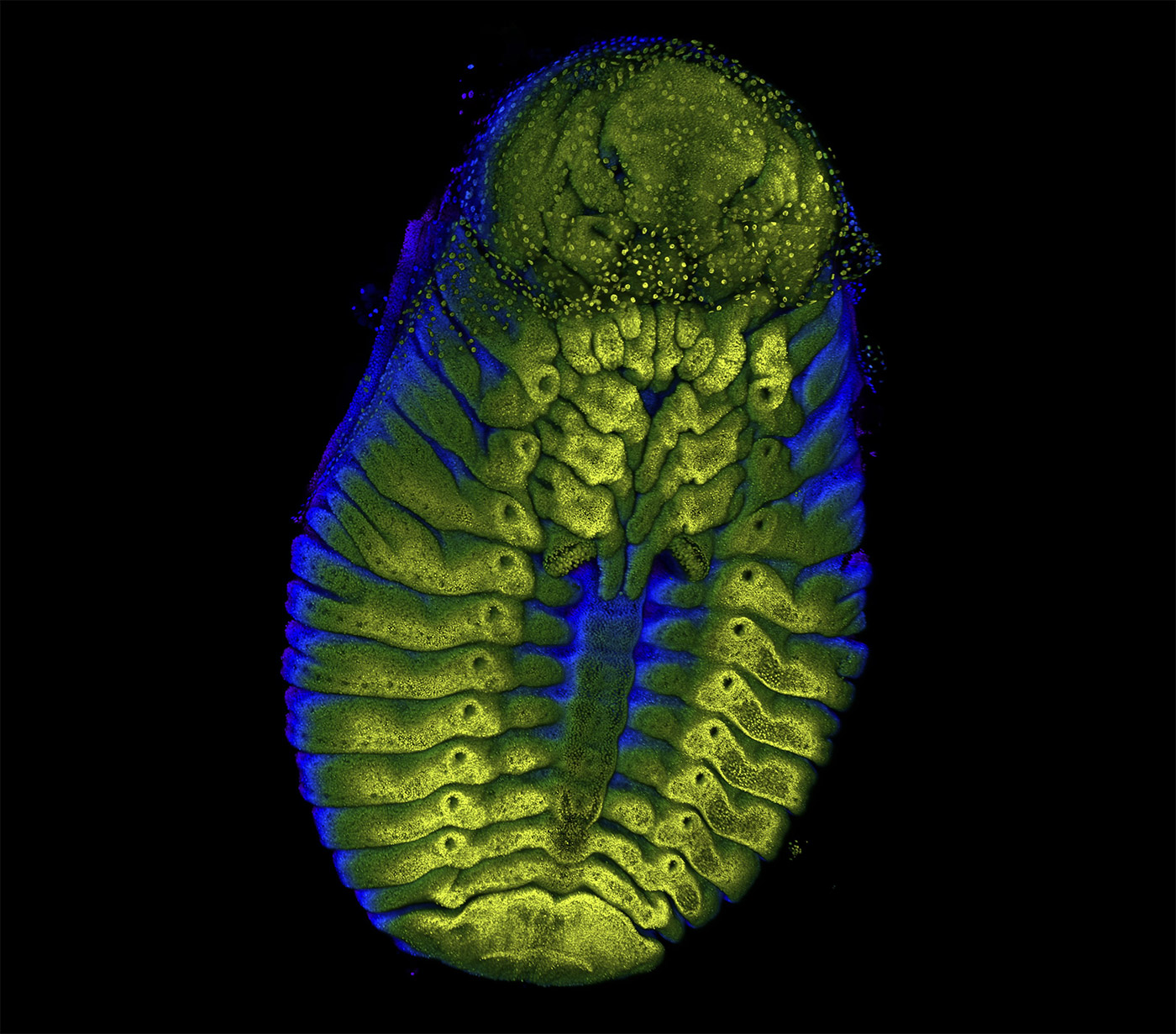 These are 2019's most amazing microscopic photos | Daily design ...