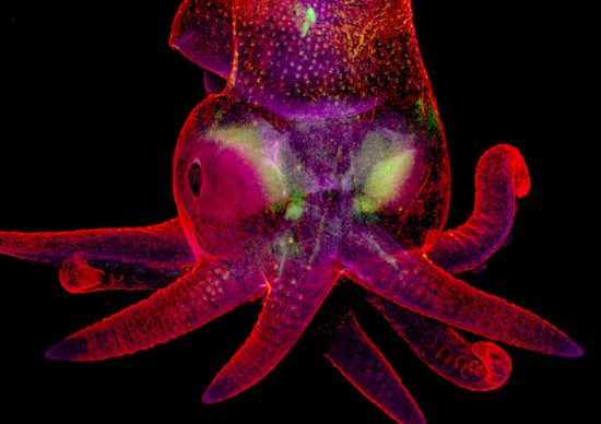 These are 2019's most amazing microscopic photos | Daily design ...