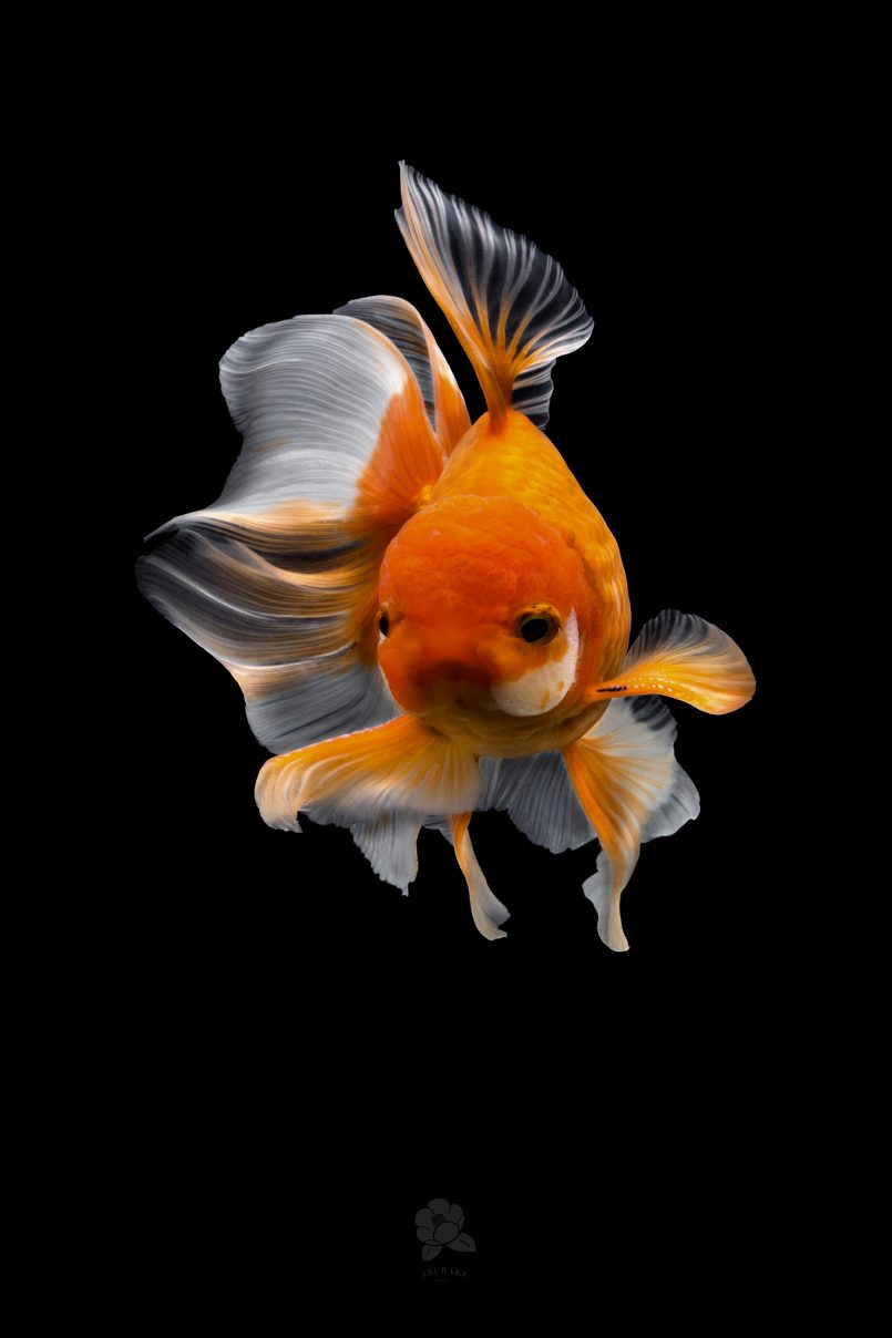 Captivating Goldfish Photos by Tsubaki Office | Daily design ...