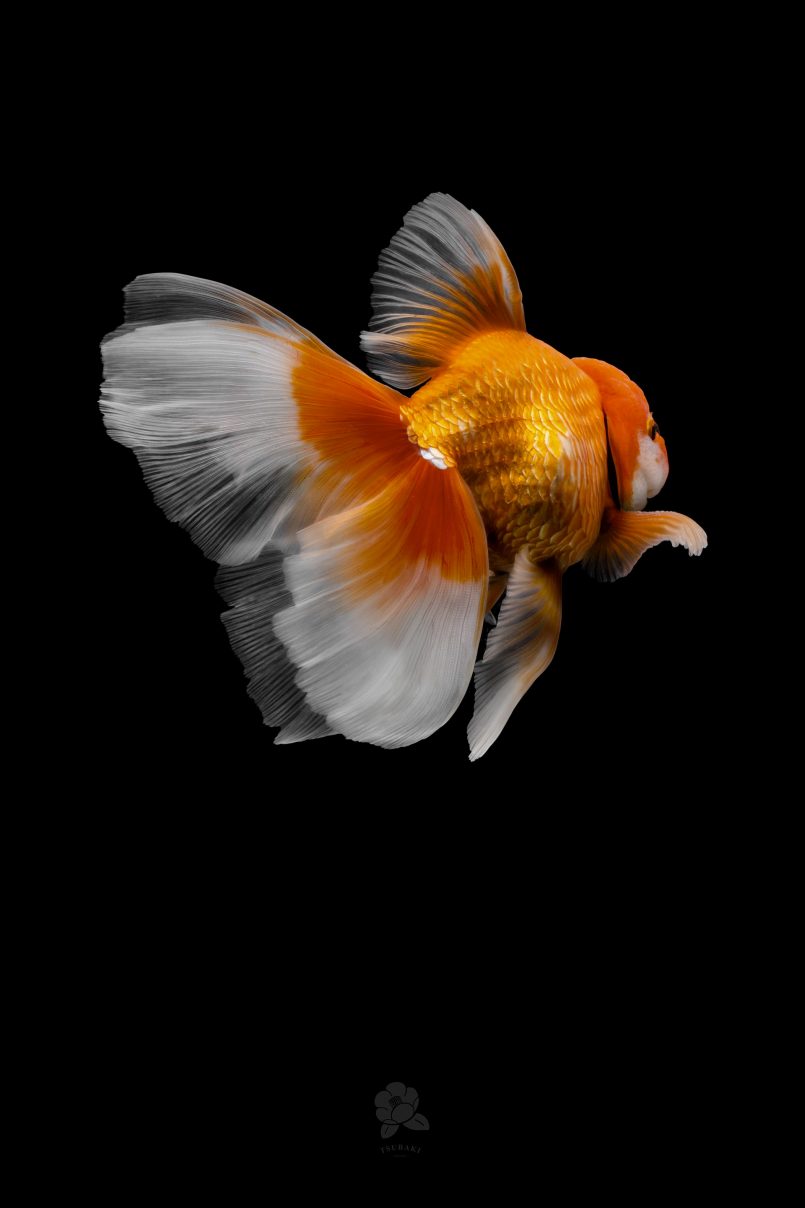 Captivating Goldfish Photos by Tsubaki Office | Daily design ...