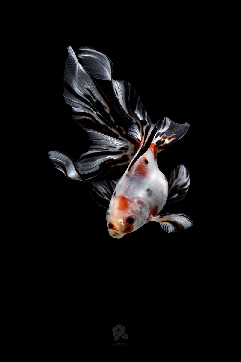 Captivating Goldfish Photos by Tsubaki Office | Daily design ...