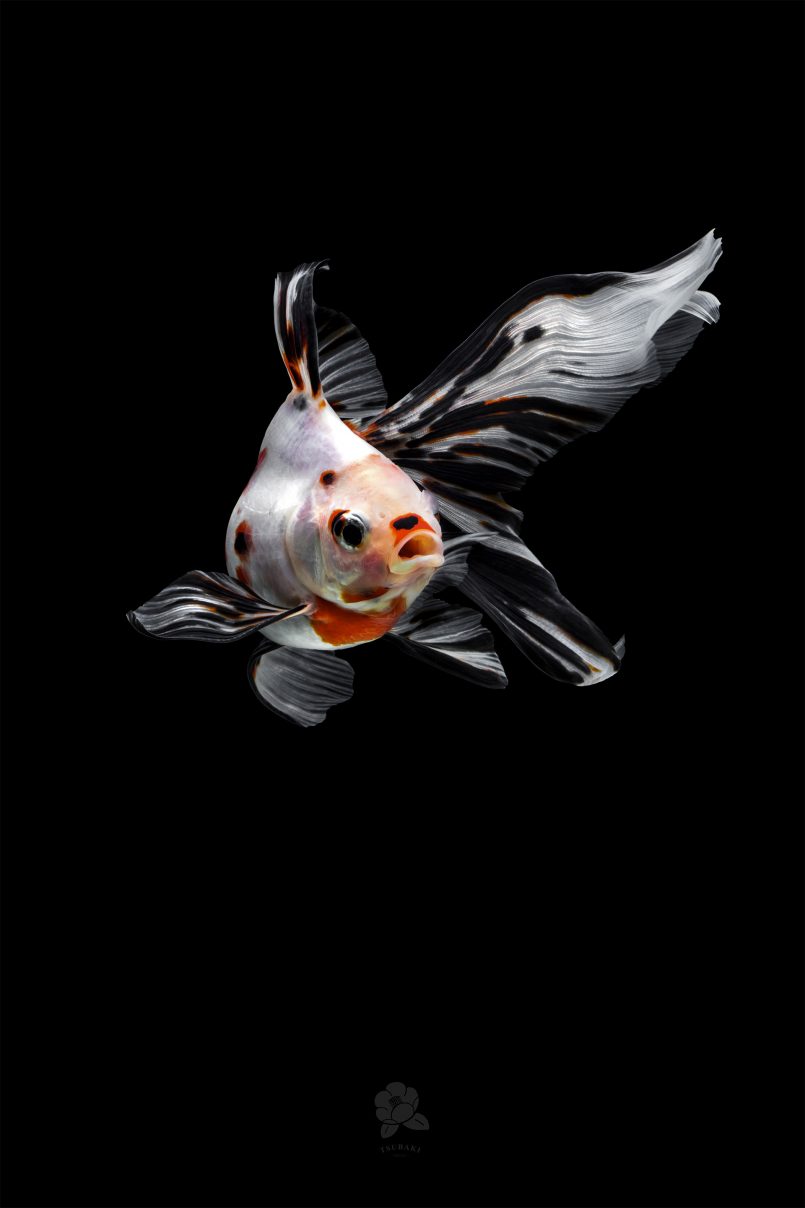 Captivating Goldfish Photos by Tsubaki Office | Daily design ...