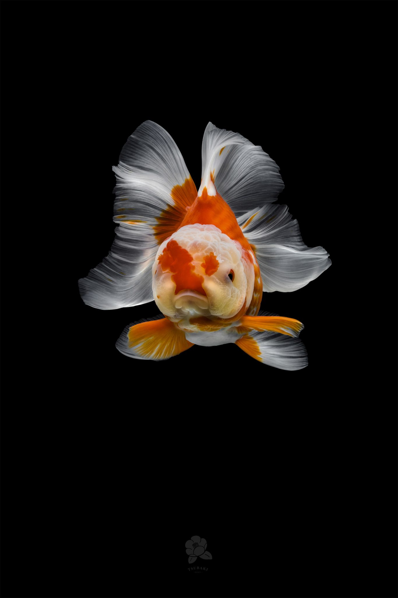 Captivating Goldfish Photos by Tsubaki Office | Daily design ...