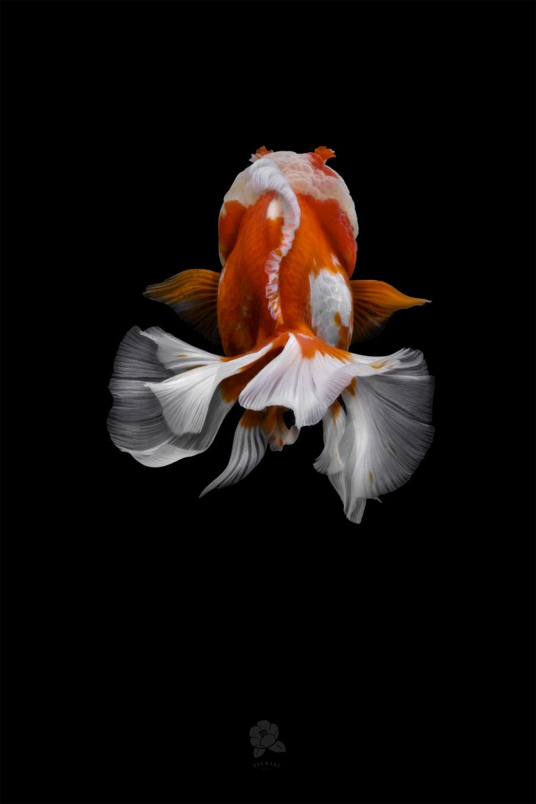 Captivating Goldfish Photos by Tsubaki Office | Daily design ...