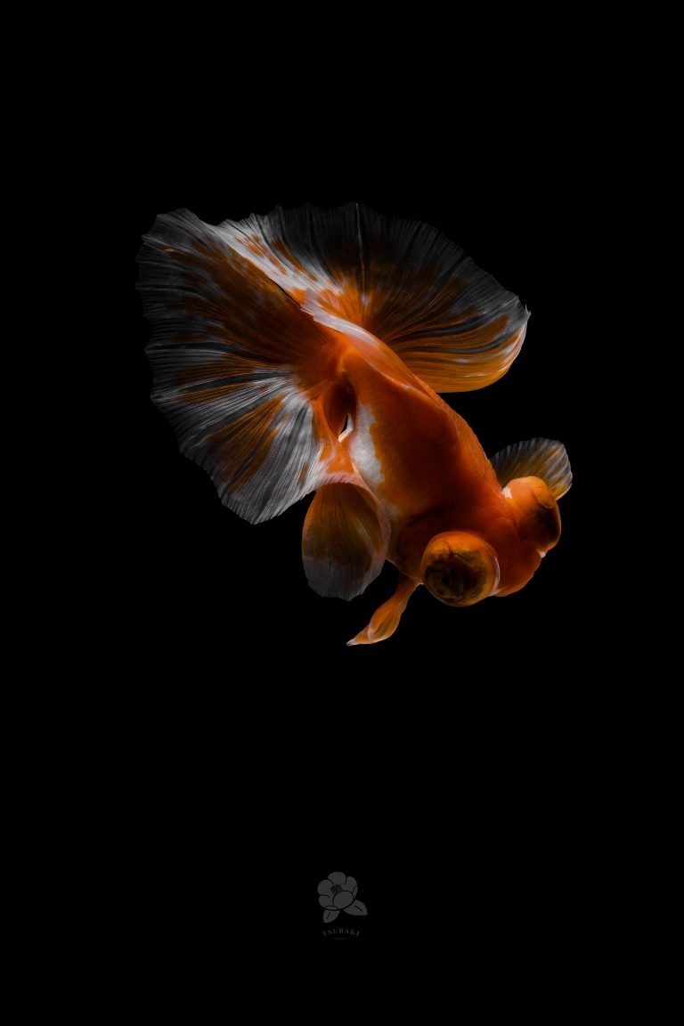 Captivating Goldfish Photos by Tsubaki Office | Daily design ...