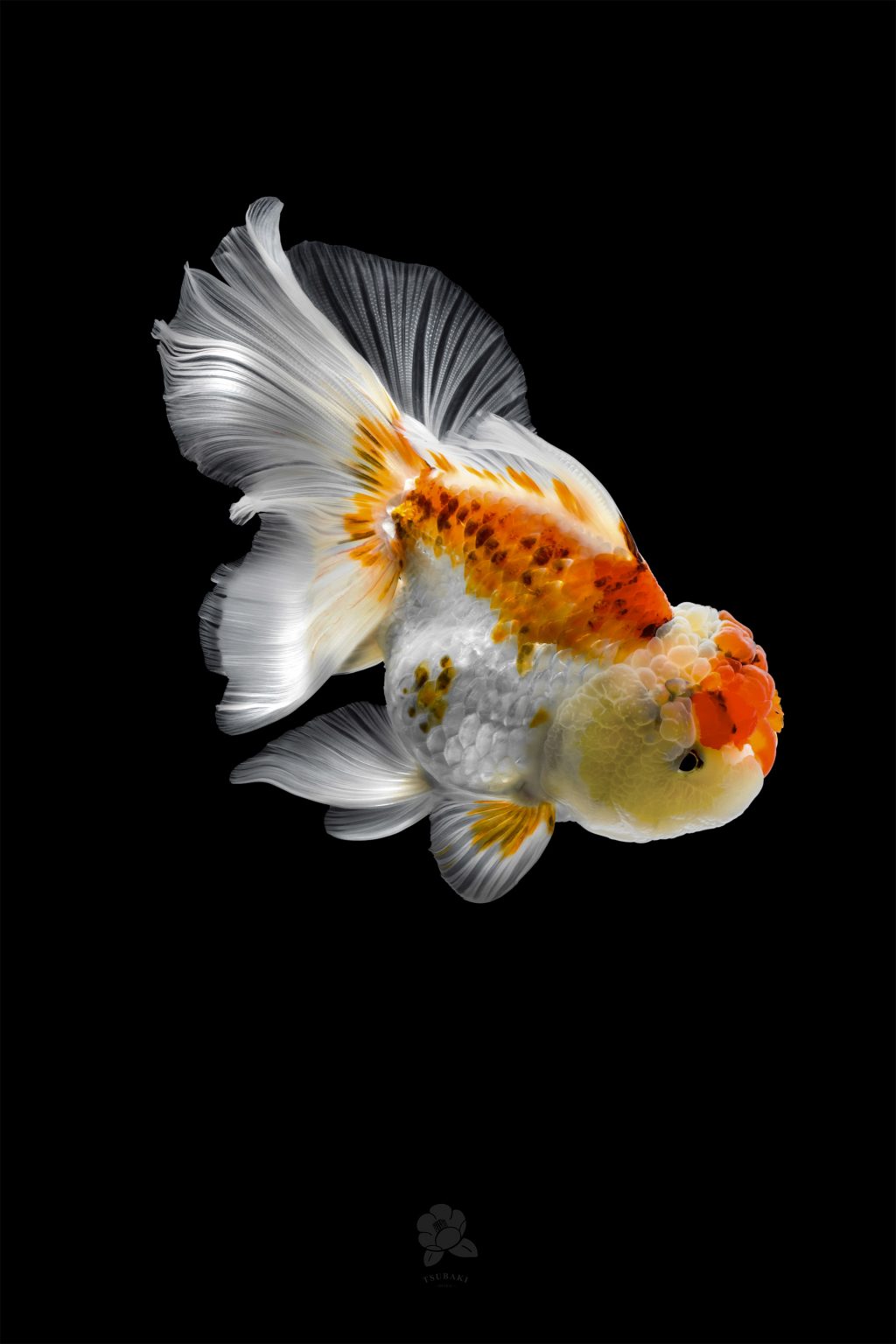 Captivating Goldfish Photos by Tsubaki Office | Daily design ...