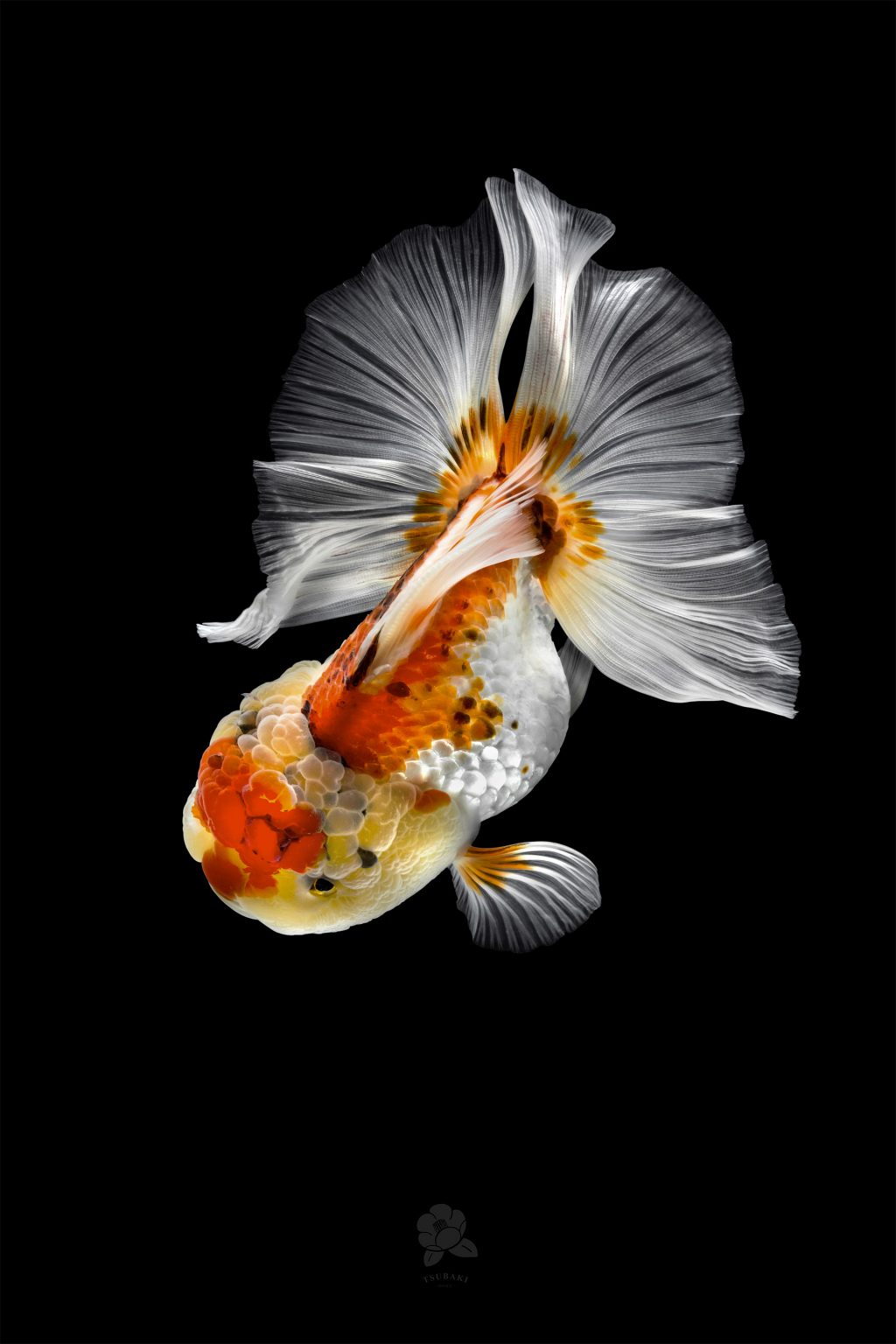 Captivating Goldfish Photos by Tsubaki Office | Daily design ...