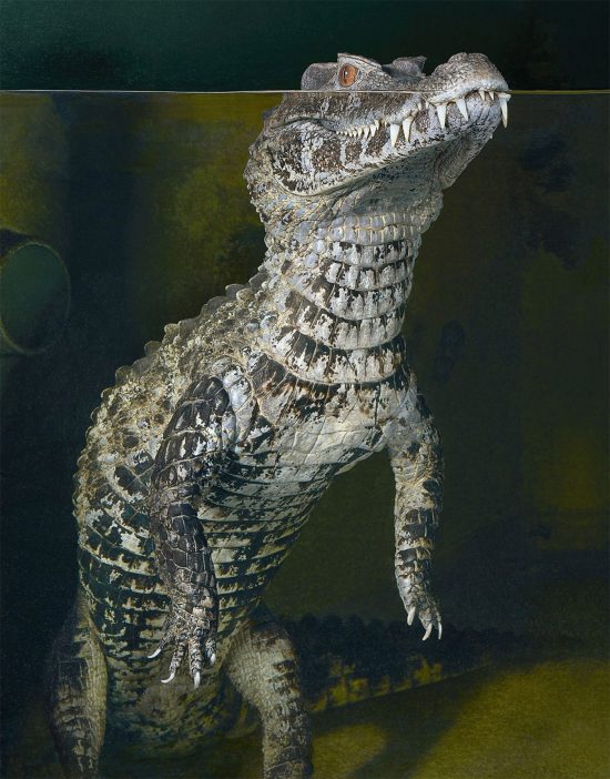 Endangered: Beautiful Animal Portraits by Tim Flach | Daily design ...