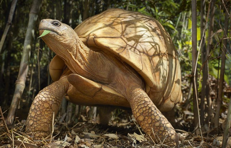 Endangered: Beautiful Animal Portraits by Tim Flach | Daily design ...