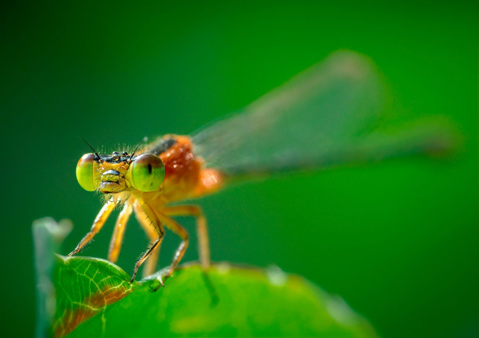 Macro Photos of Insects by Reynante Martinez | Daily design inspiration ...