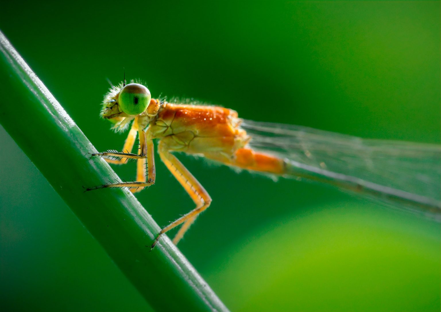 Macro Photos of Insects by Reynante Martinez | Daily design inspiration ...