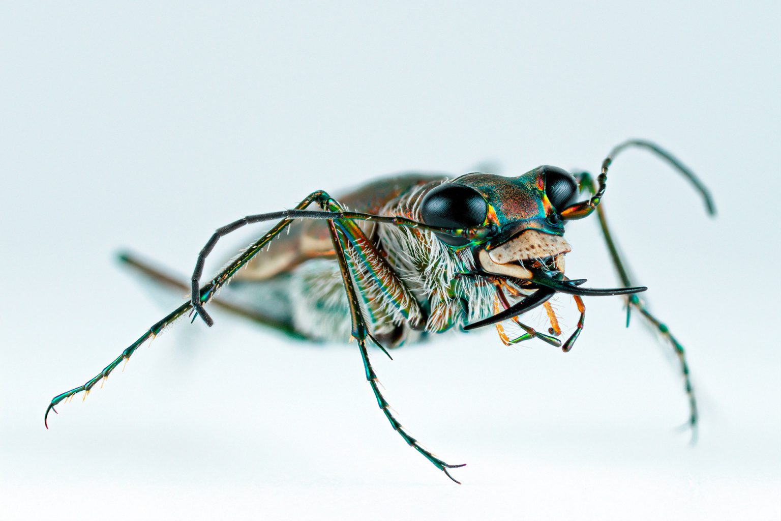 Macro Photos of Insects by Reynante Martinez | Daily design inspiration ...