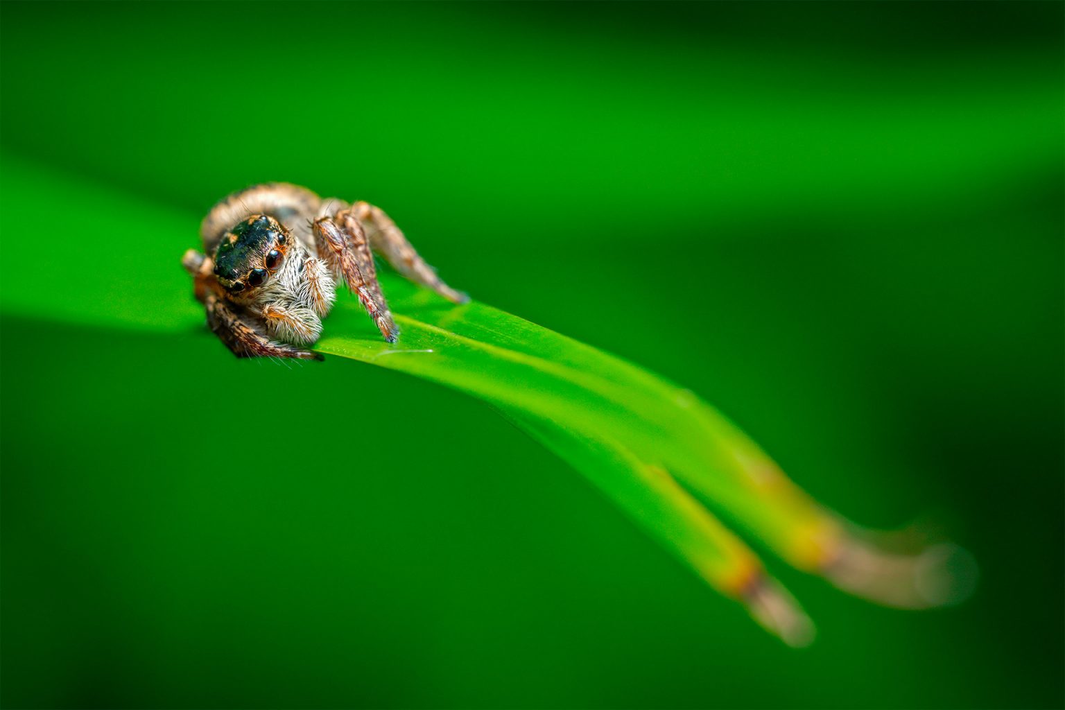 Macro Photos of Insects by Reynante Martinez | Daily design inspiration ...