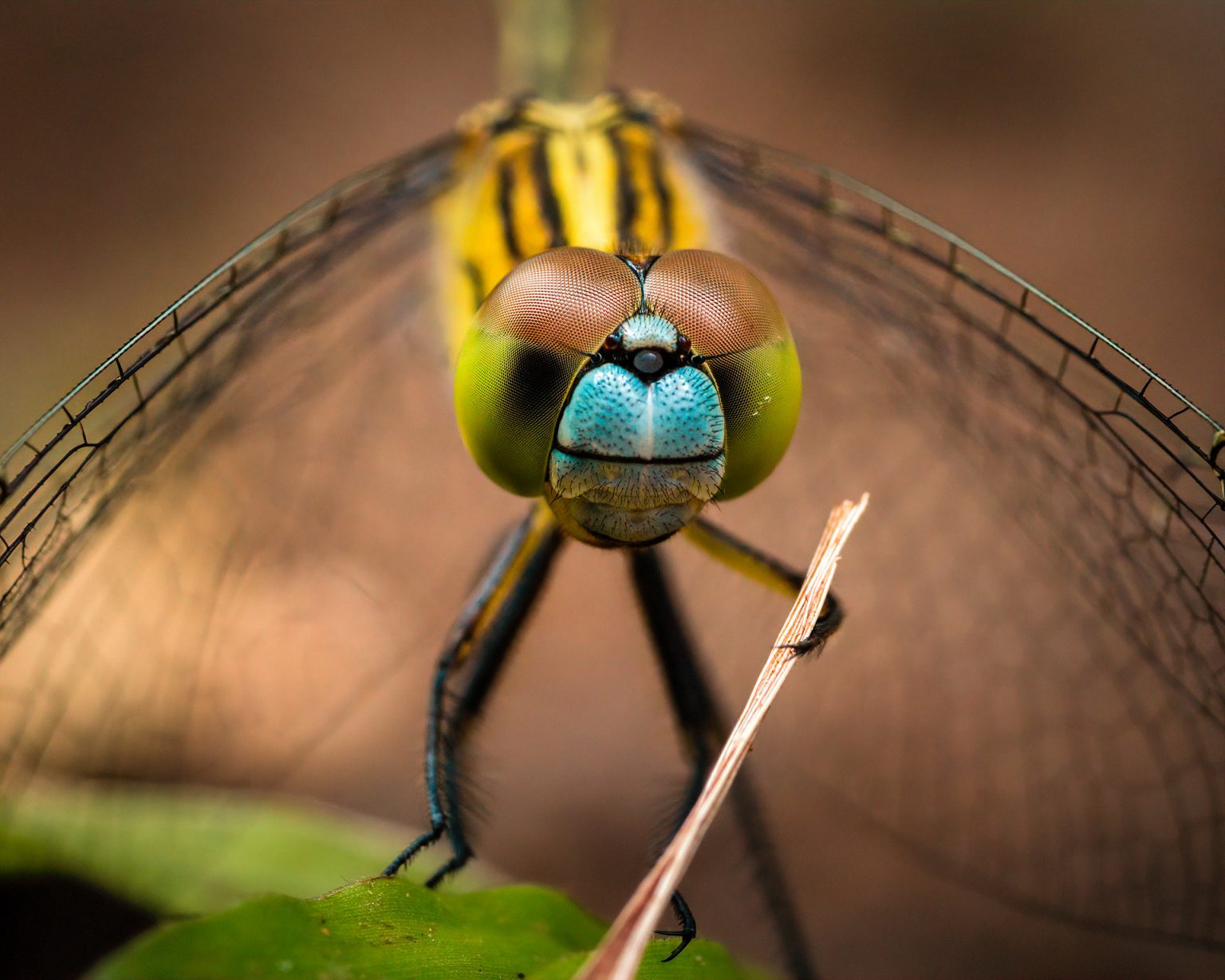Macro Photos of Insects by Reynante Martinez | Daily design inspiration ...