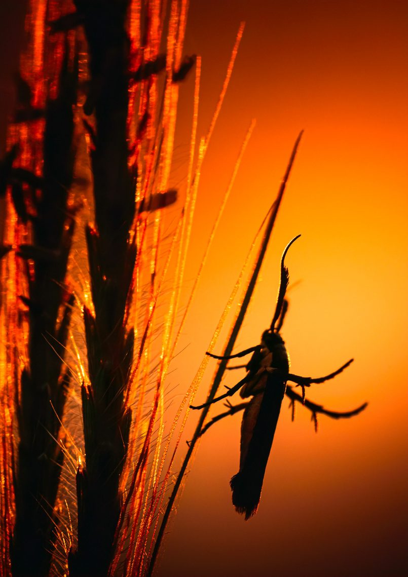 Macro Photos of Insects by Reynante Martinez | Daily design inspiration ...