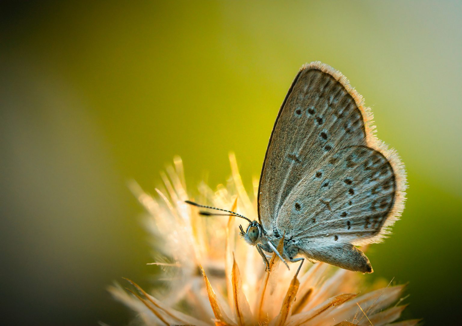 Macro Photos of Insects by Reynante Martinez | Daily design inspiration ...