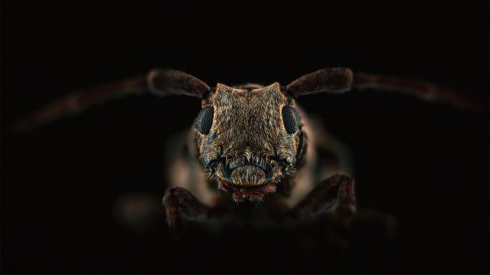 Macro Photos of Insects by Reynante Martinez | Daily design inspiration ...