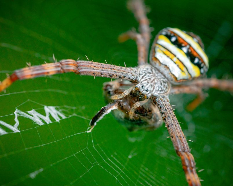 Macro Photos of Insects by Reynante Martinez | Daily design inspiration ...