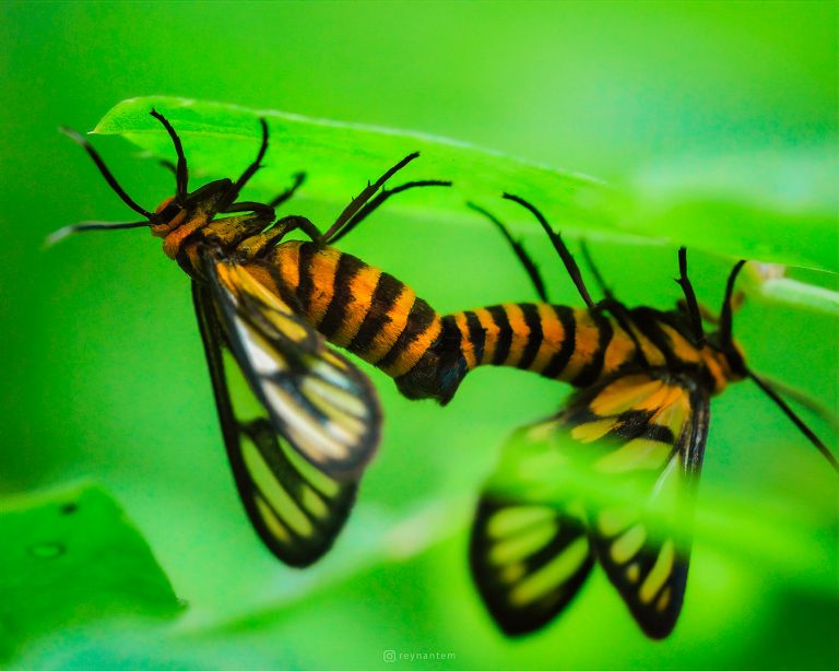 Macro Photos of Insects by Reynante Martinez | Daily design inspiration ...