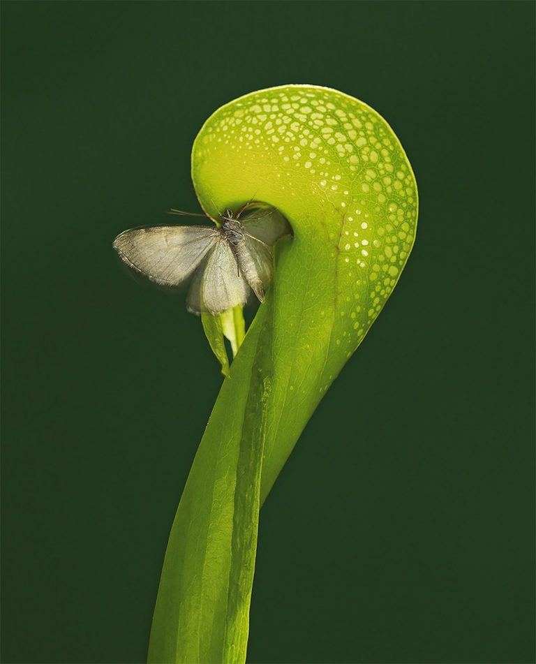 Gorgeous Flora: Photos by Helene Schmitz | Daily design inspiration for ...