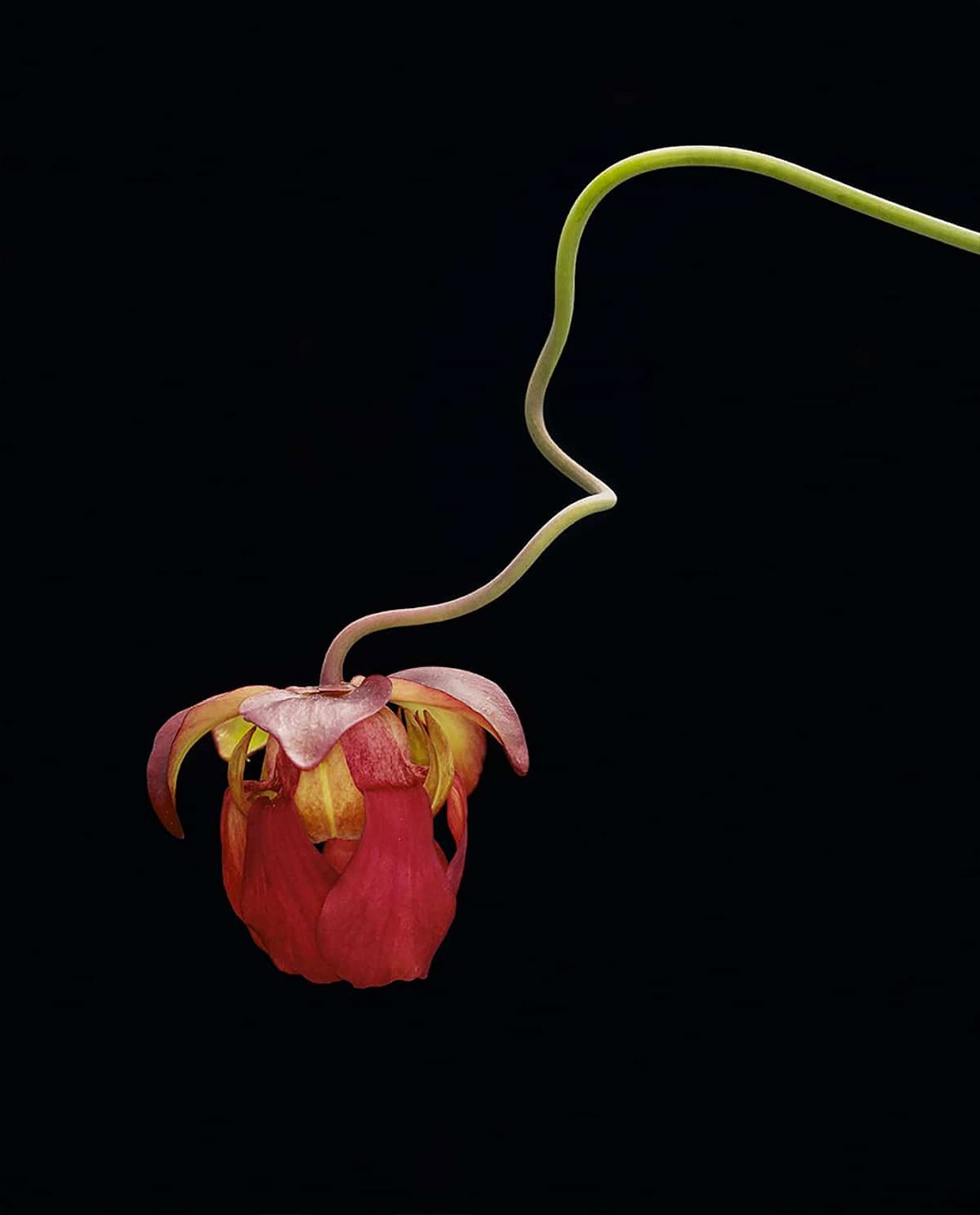 Gorgeous Flora: Photos by Helene Schmitz | Daily design inspiration for ...