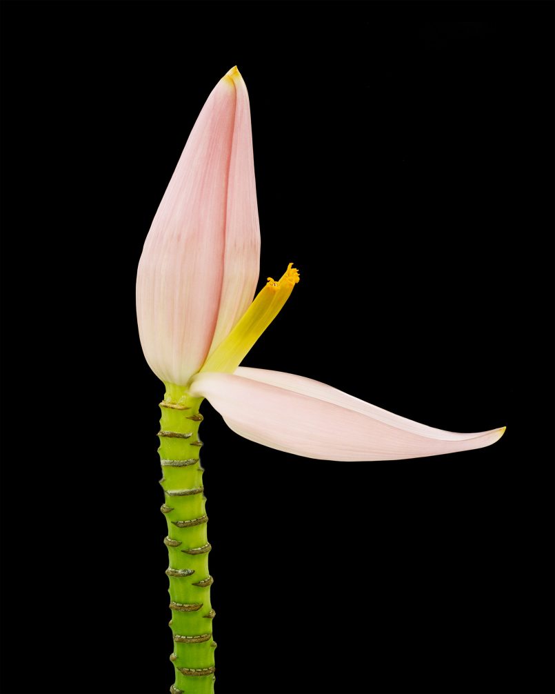 Gorgeous Flora: Photos by Helene Schmitz | Daily design inspiration for ...