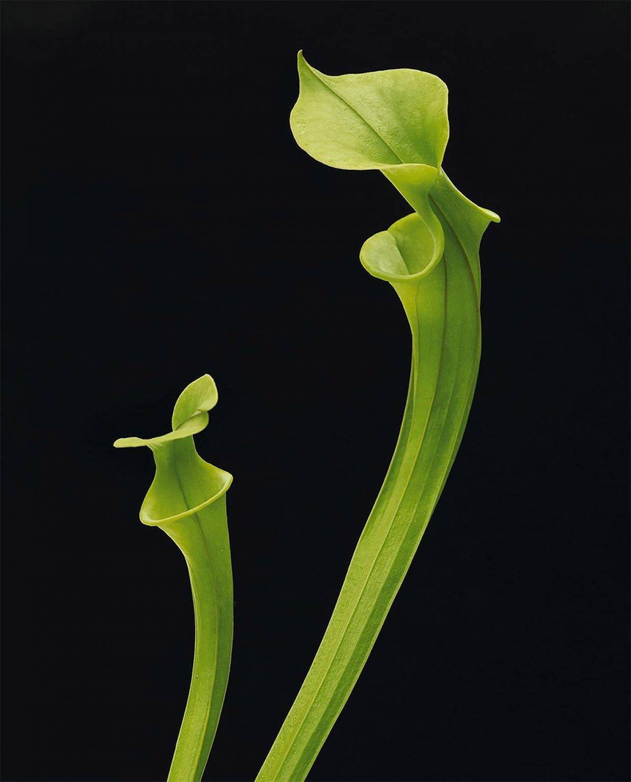 Gorgeous Flora: Photos by Helene Schmitz | Daily design inspiration for ...