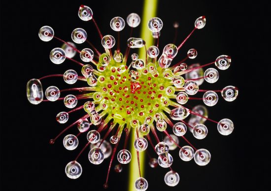 Gorgeous Flora: Photos by Helene Schmitz | Daily design inspiration for ...