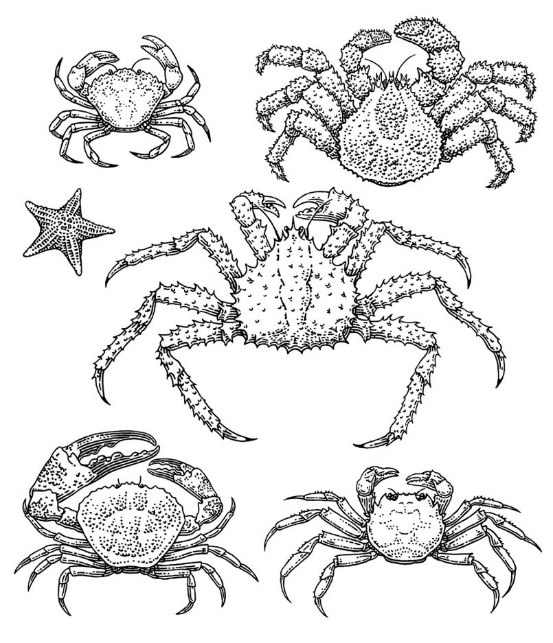 Cross-Hatching Illustrations by Tatiana Trikoz | Daily design ...