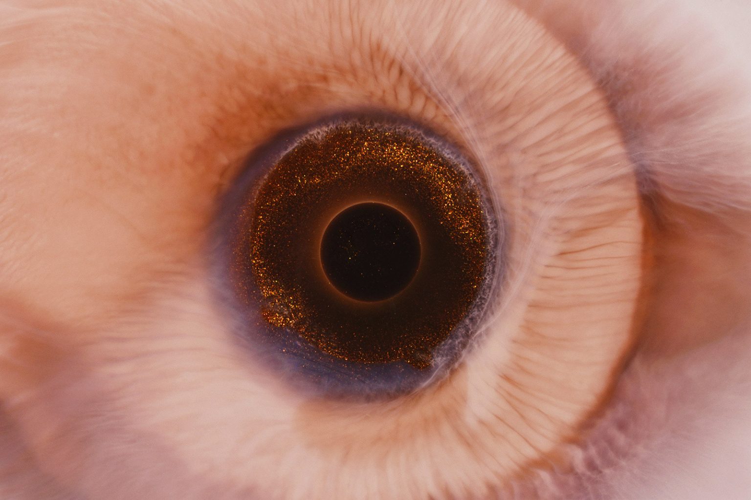 Eye: Abstract Photography by Ruslan Khasanov | Daily design inspiration ...