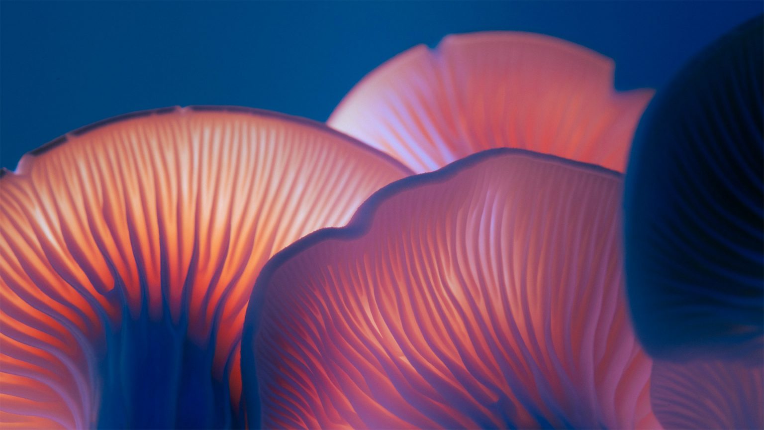 Mushrooms: Abstract Photography by Toros Kose | Daily design ...