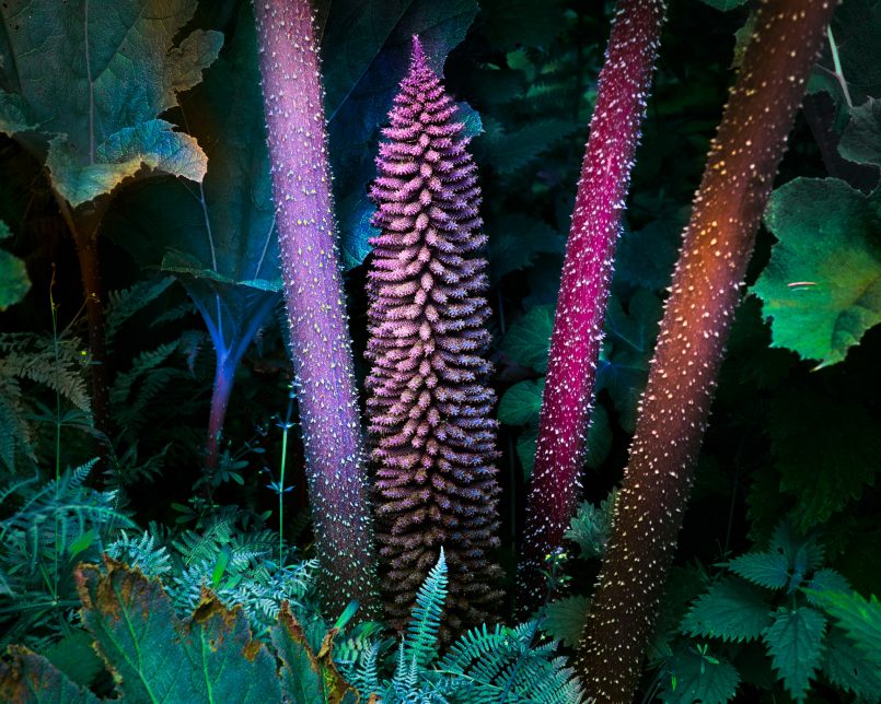 Variegation: Photo Series by Tom Leighton | Daily design inspiration ...