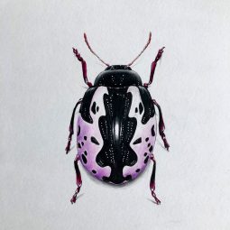 Realistic Pen & Pencil Drawings by Phoebe Atkey | Daily design ...