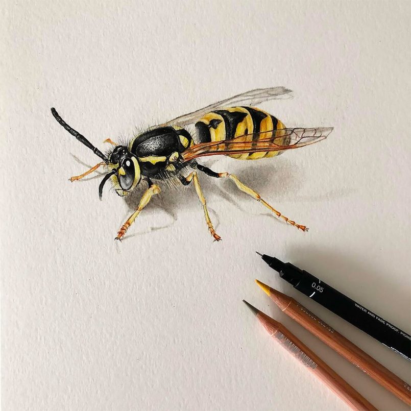 Realistic Pen & Pencil Drawings by Phoebe Atkey | Daily design ...