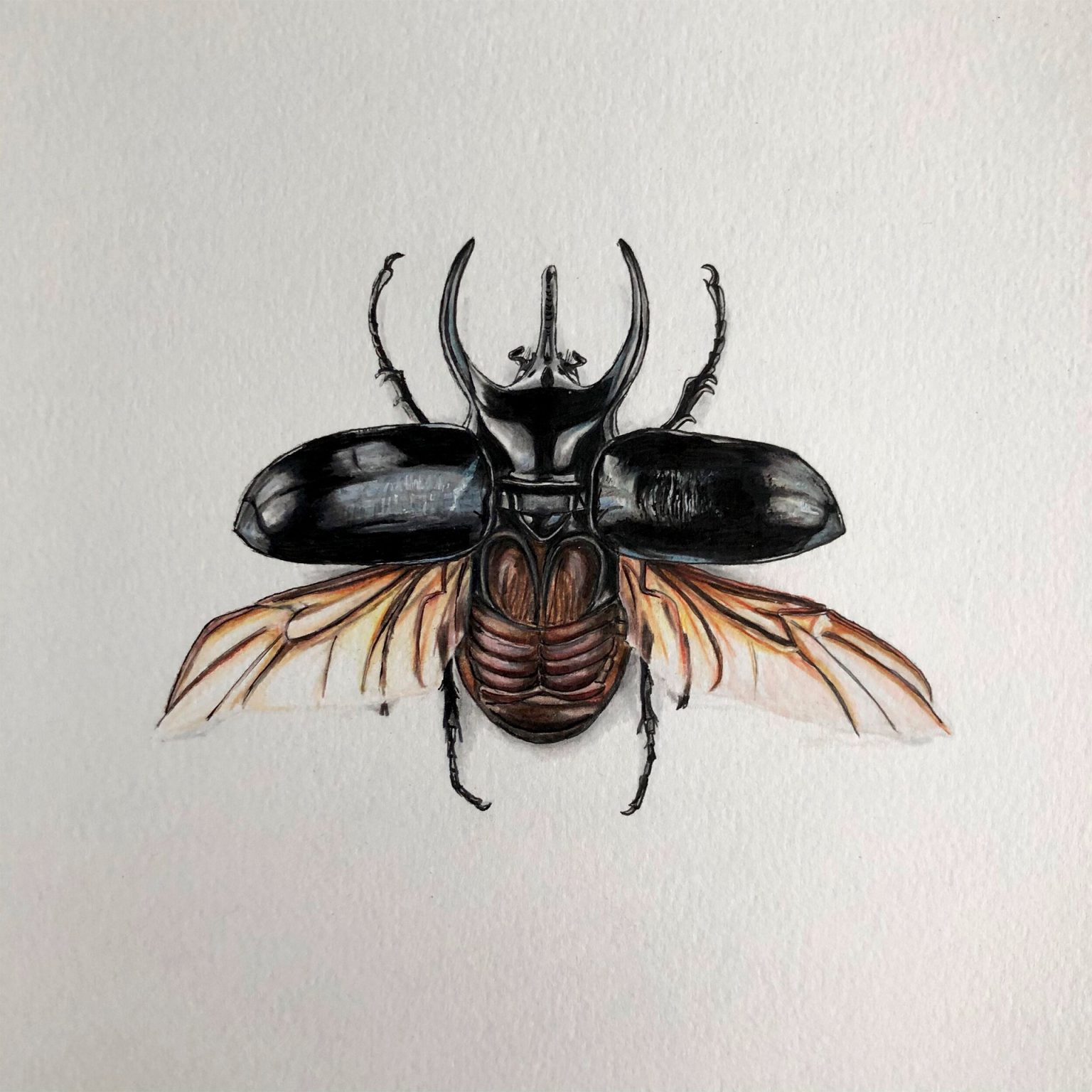 Realistic Pen & Pencil Drawings by Phoebe Atkey | Daily design ...