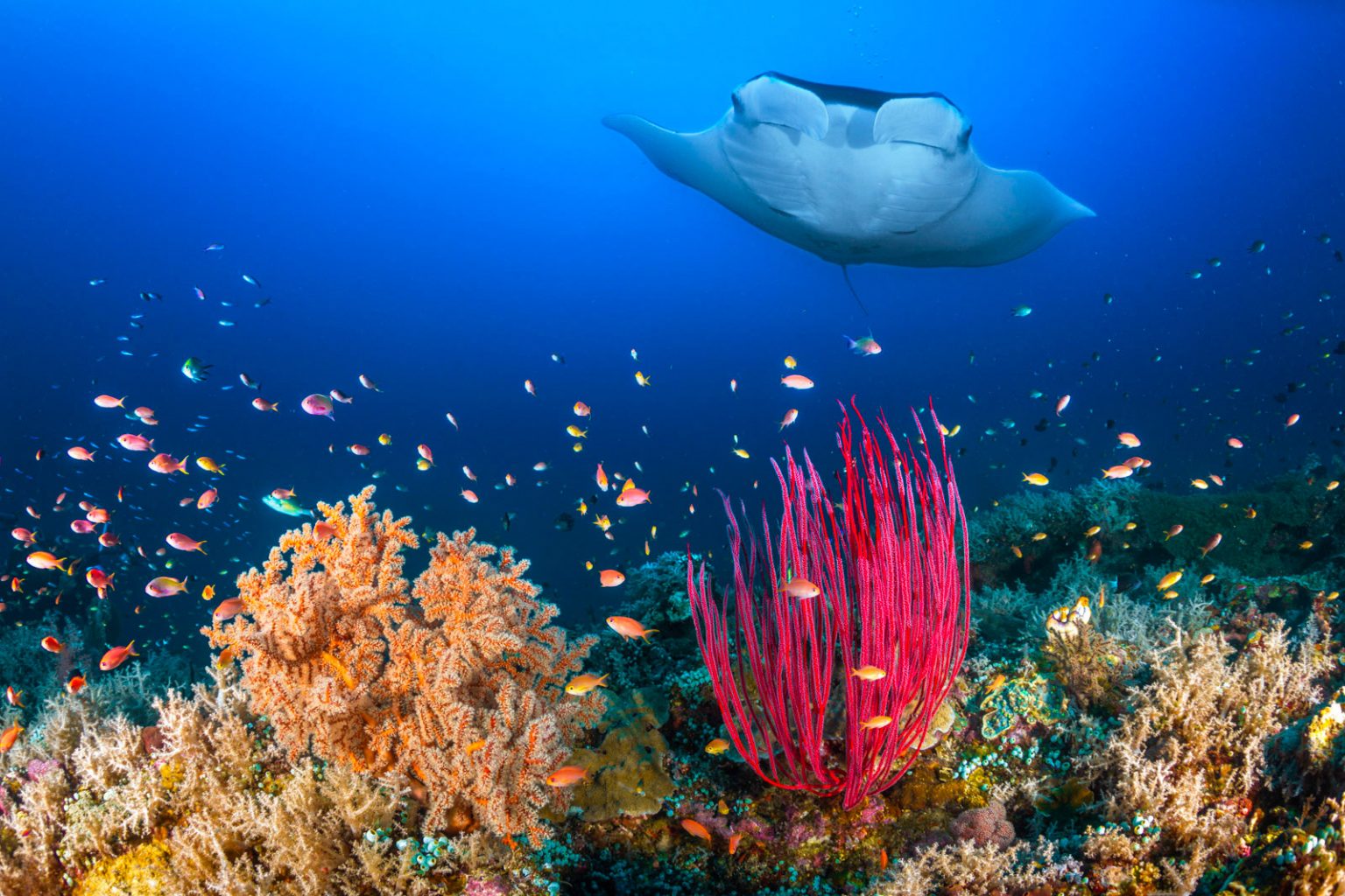 Sea Creatures: Underwater Photos by Gabriel Barathieu | Daily design ...