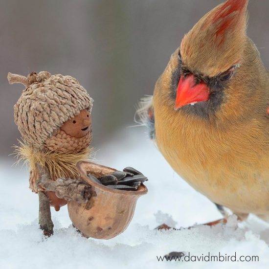 Becorns: Adorable Little Creatures by David M Bird | Daily design ...