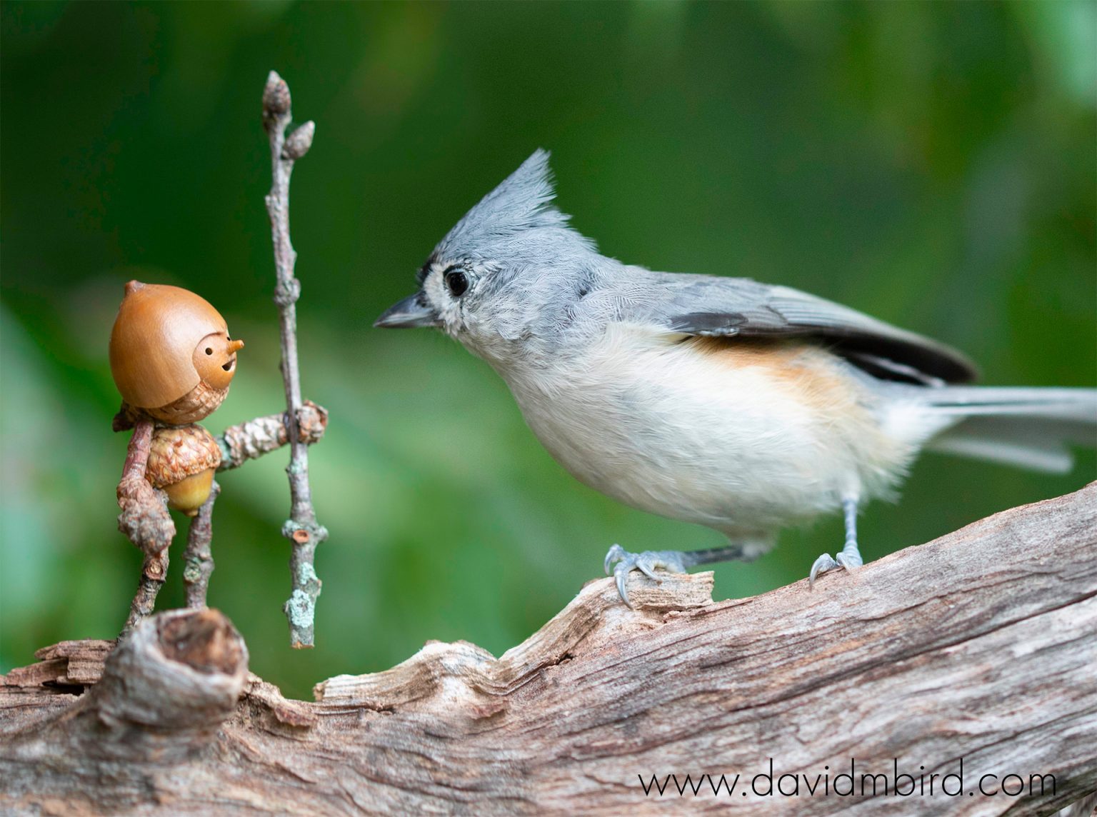 Becorns: Adorable Little Creatures by David M Bird | Daily design ...