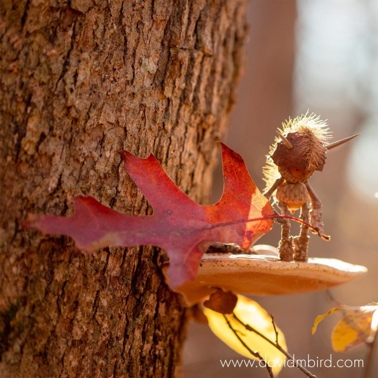 Becorns: Adorable Little Creatures by David M Bird | Daily design ...