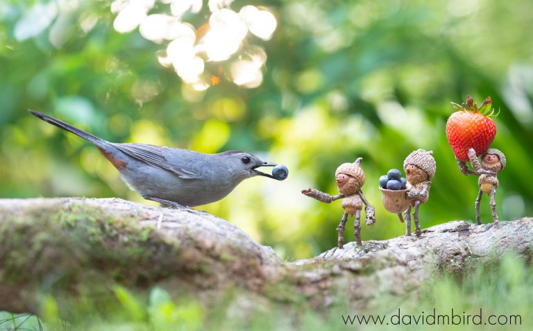 Becorns: Adorable Little Creatures by David M Bird | Daily design ...