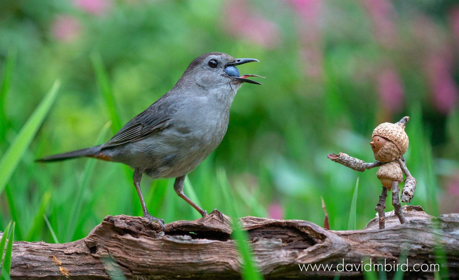 Becorns: Adorable Little Creatures by David M Bird | Daily design ...