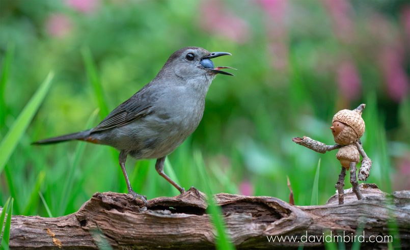 Becorns: Adorable Little Creatures by David M Bird | Daily design ...